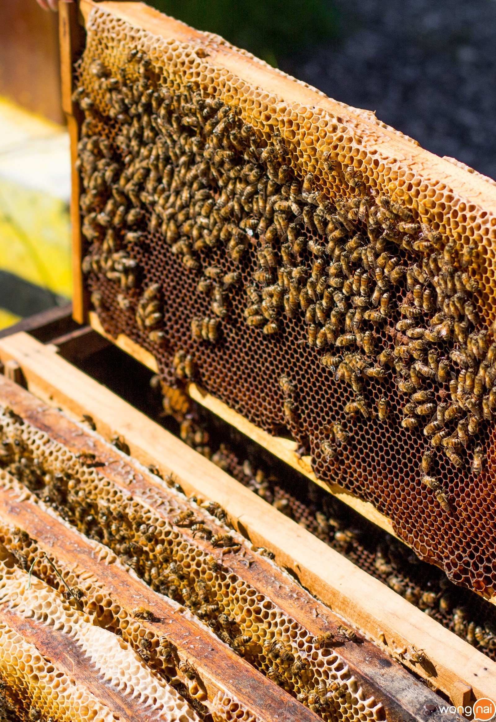 เที่ยวสวนผึ้งหาดใหญ่ Big Bee Garden ชมธรรมชาติกลางใจเมือง เข้าชมฟรี!