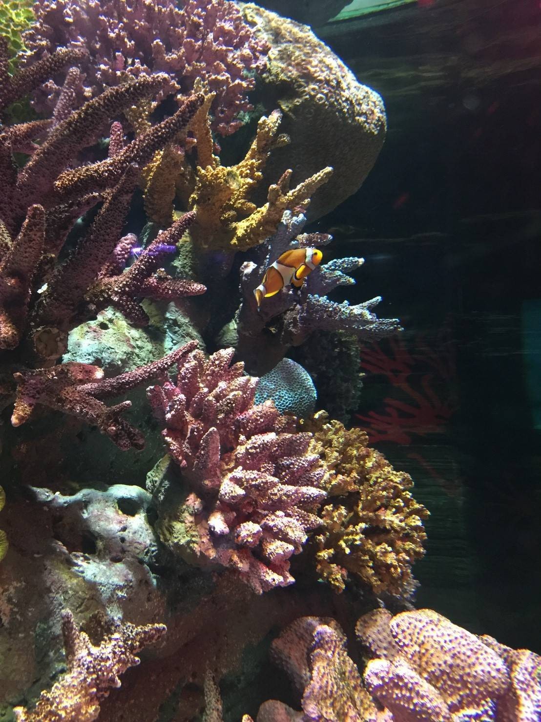 Sea Life Bangkok Ocean World (ซีไลฟ์ แบงคอก โอเชี่ยน เวิลด์) - รีวิว ...