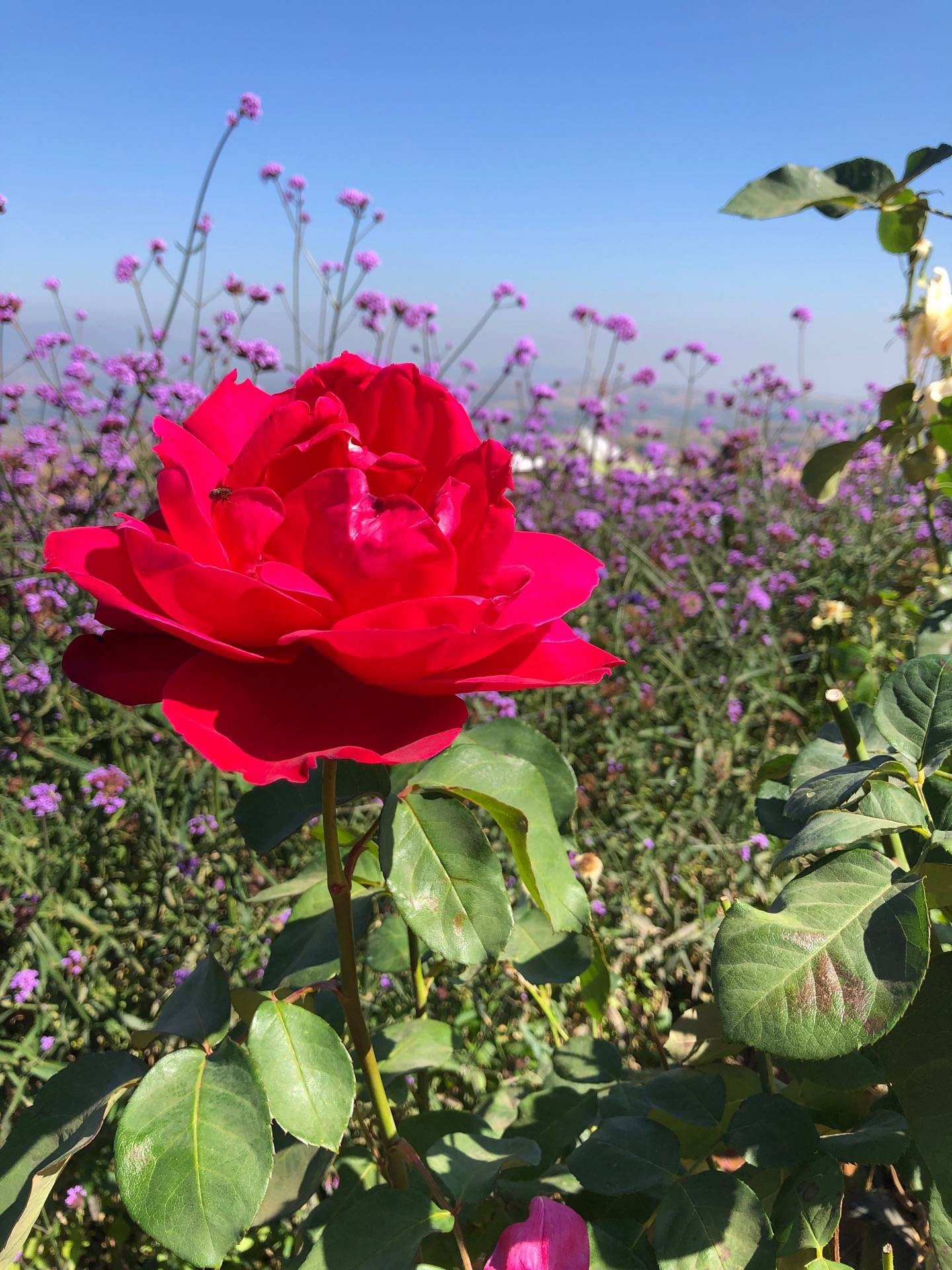 รูป GB Farm - Wongnai