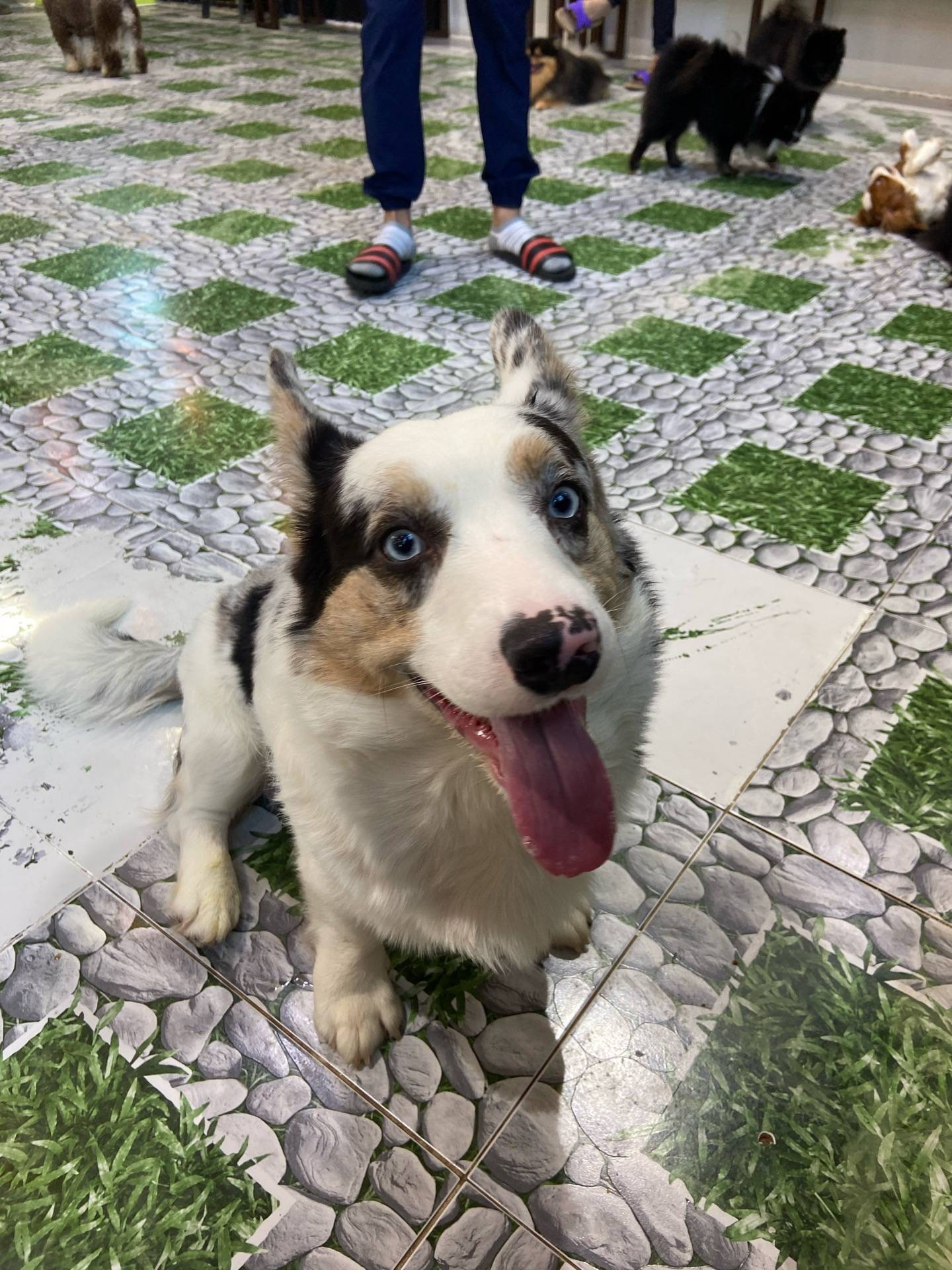 รูป Big Dog Cafe Ratchada