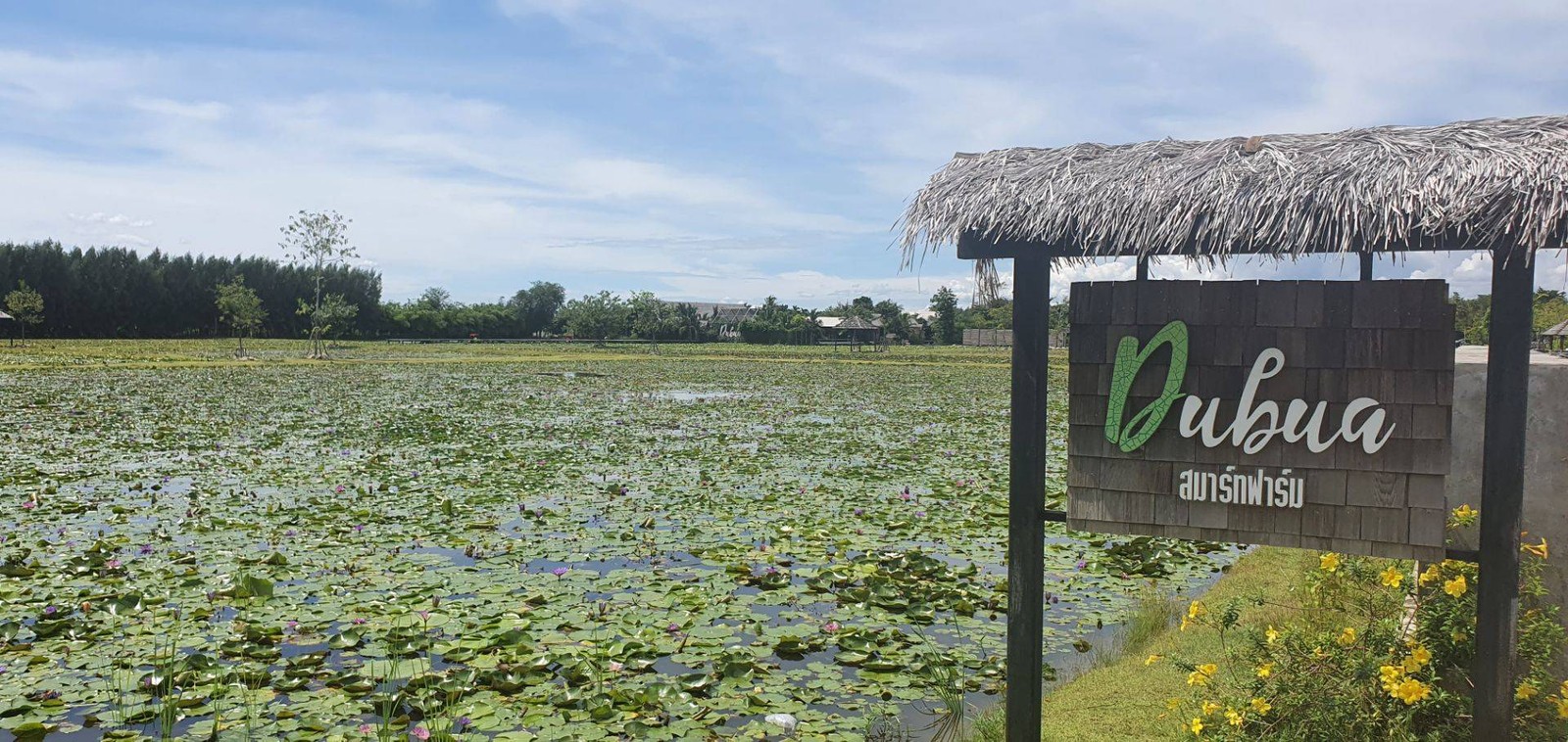 รูป Du Bua Smartfarm