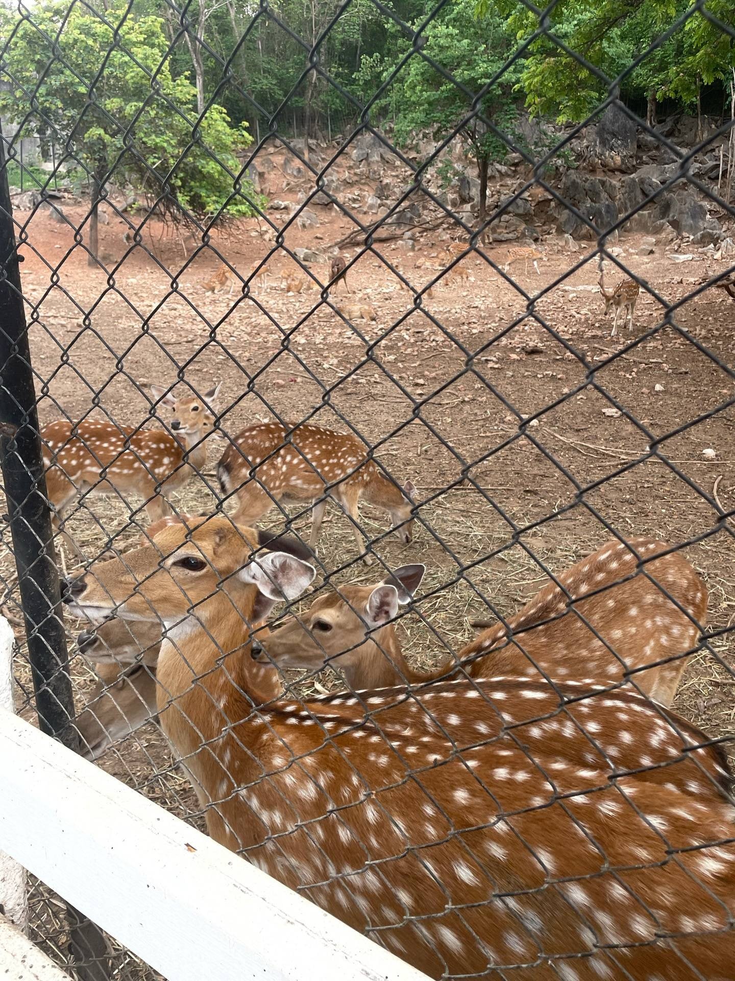 รูป Bonanza Exotic Zoo