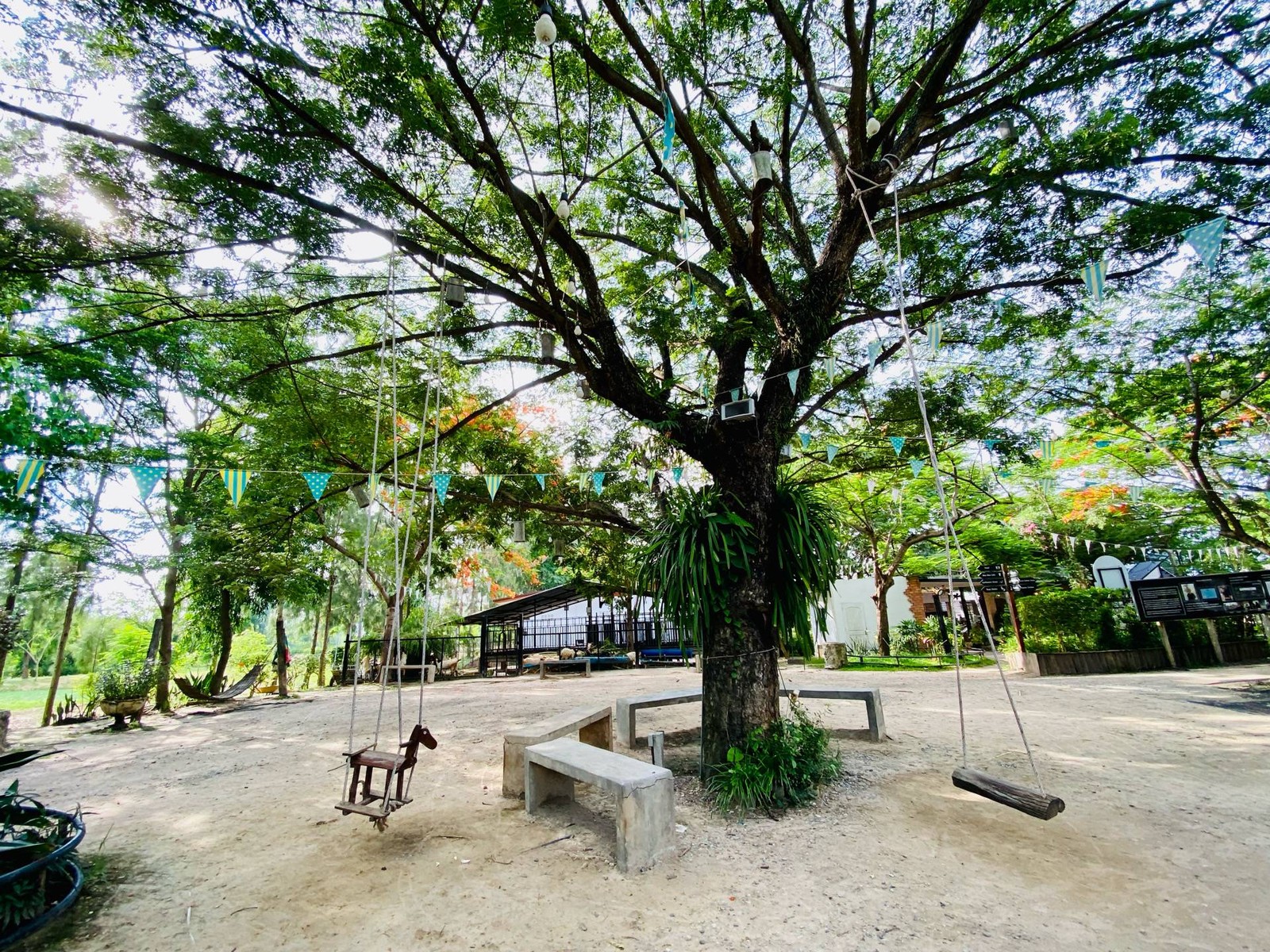รูป Mini Murrah Farm ดอนทราย, บ้านโพธิ์