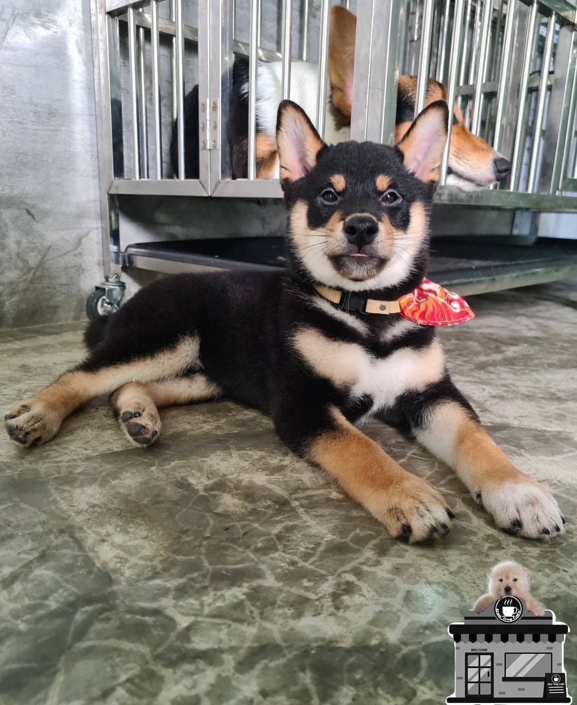 รูป Dee’ Dog Cafe’