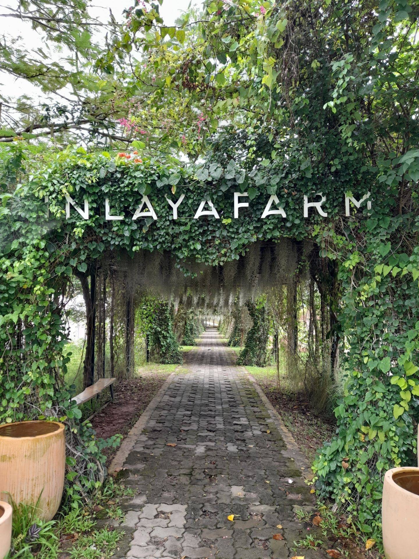 รูป Kratom Intha By Inlaya