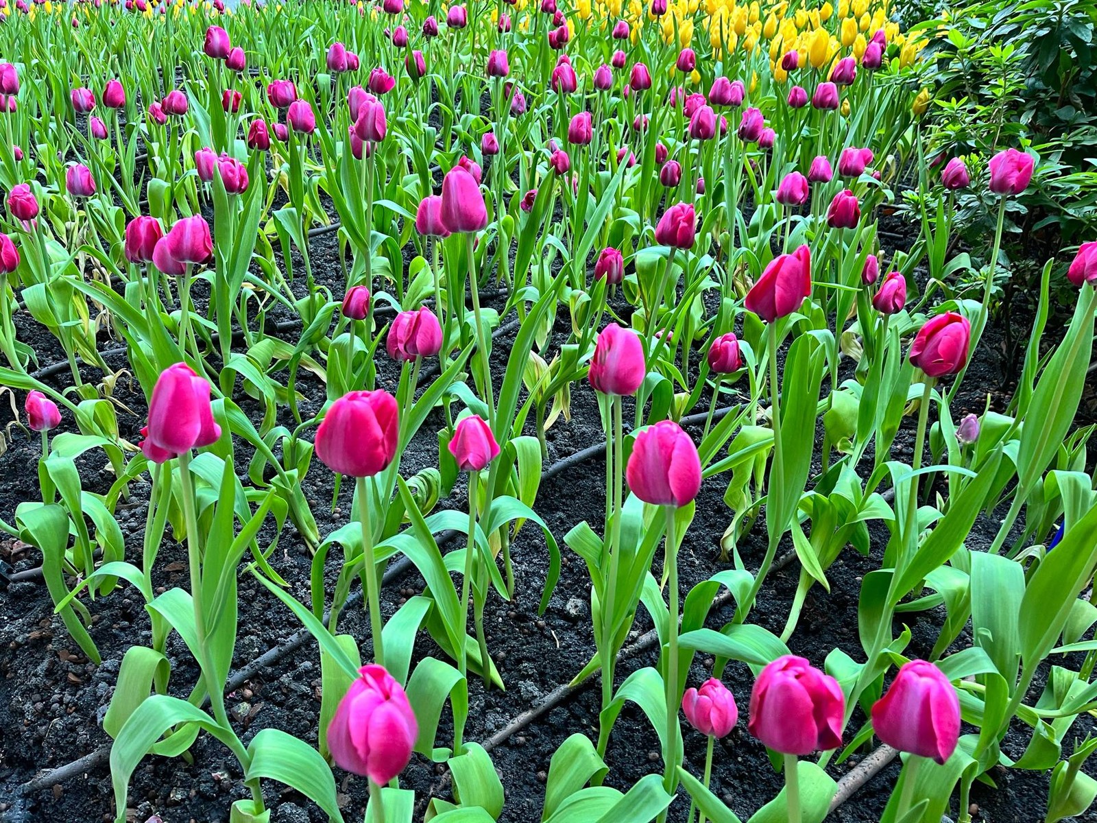 รูป Flora Exhibition Hall