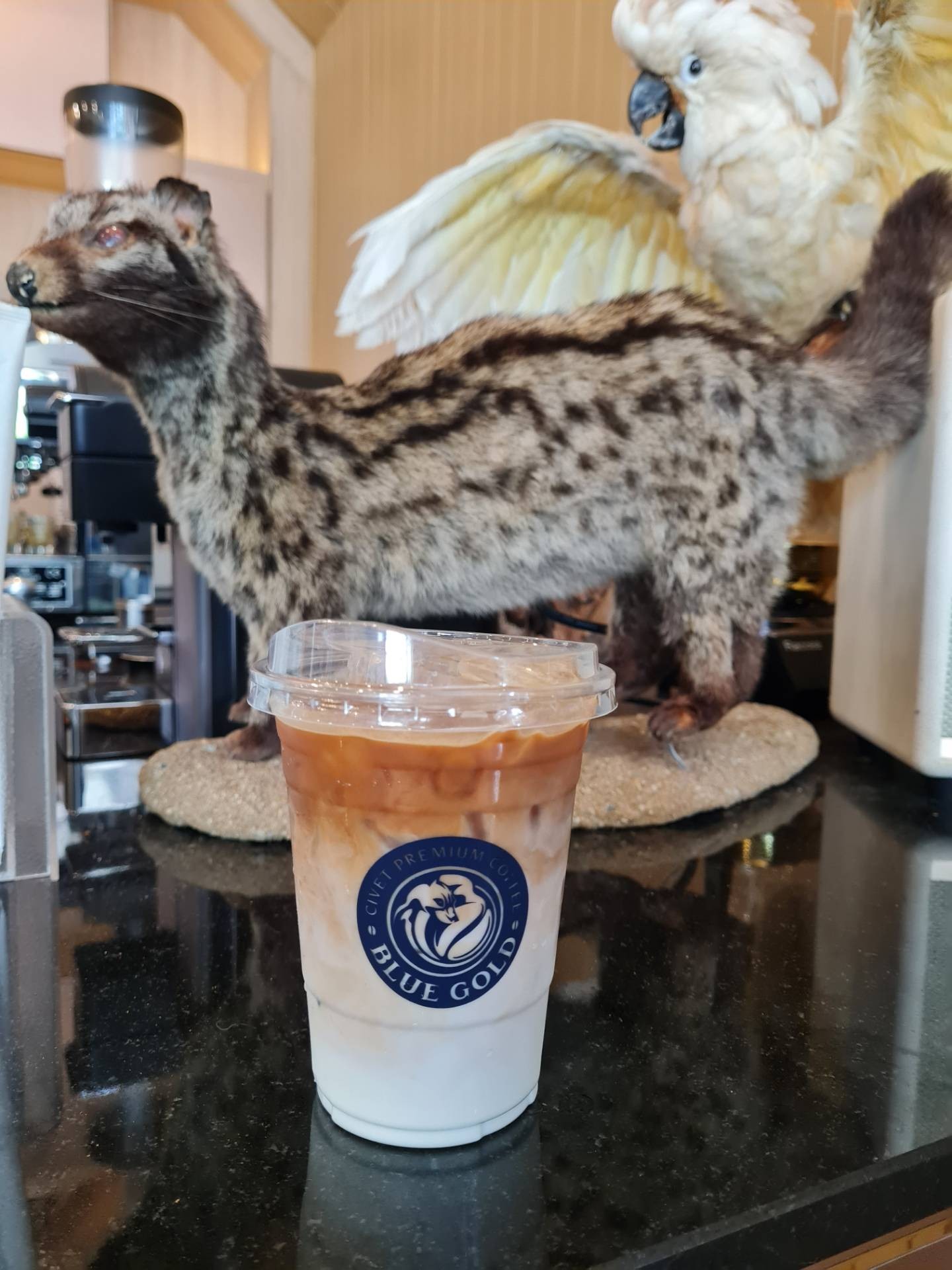 รูป กาแฟขี้ชะมด Bluegold Roaster Coffee เลียบทางด่วนเอกมัย-รามอินทรา