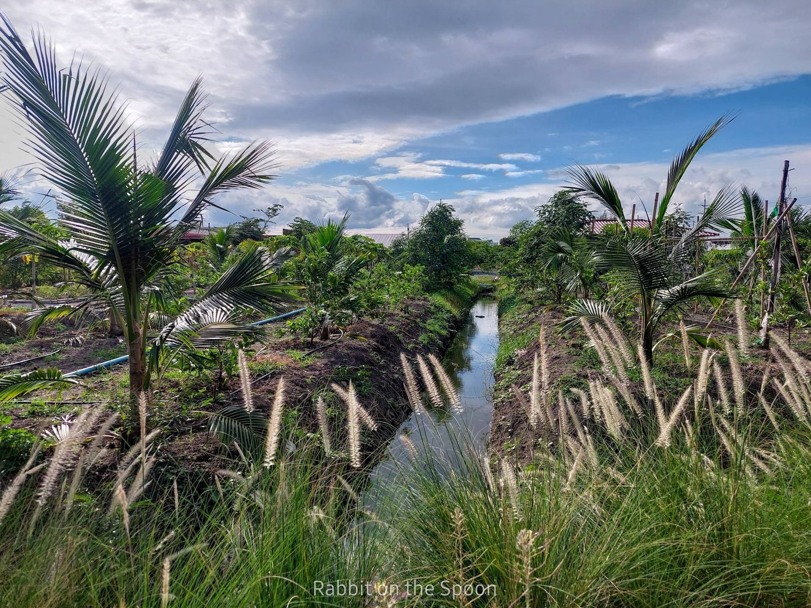 รูป All Weather Farm บางขุนเทียน-ชายทะเล ซอย20/1