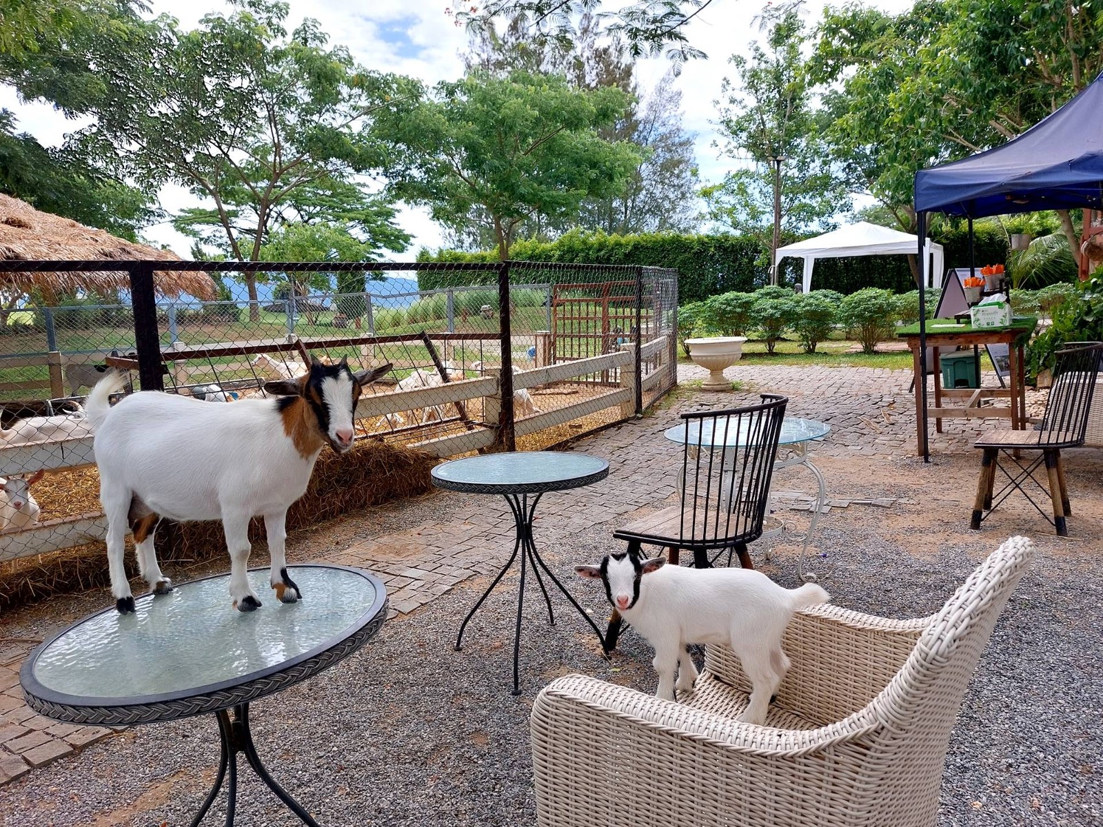 รูป Bergh Apton Khaoyai