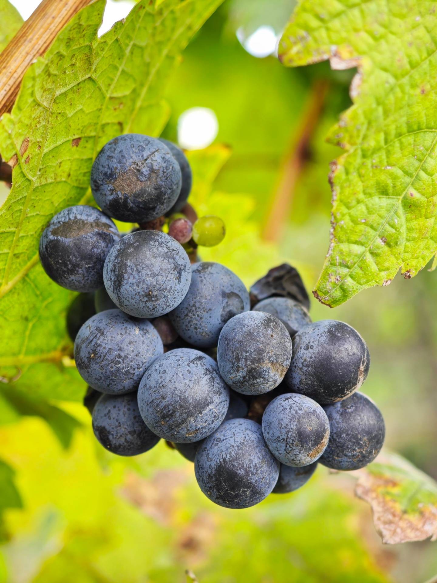 รูป GranMonte Vineyard and Winery เขาใหญ่