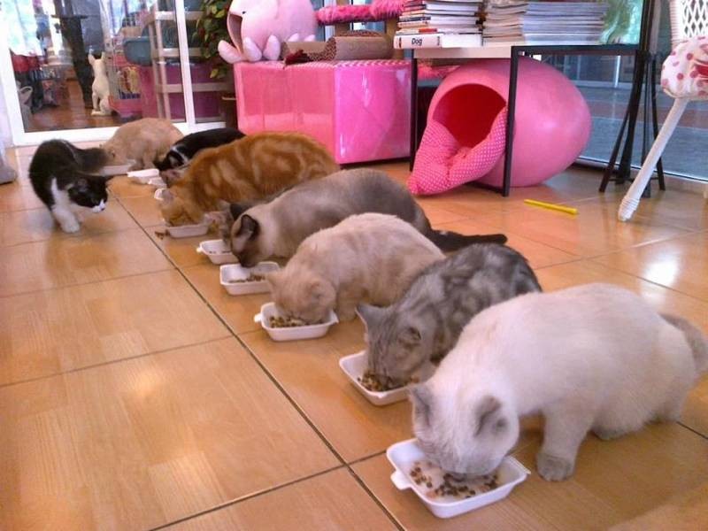 รูป Charming Cats Cafe and Pet Shop