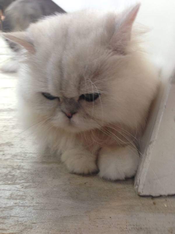 รีวิว Purr Cat Cafe Club - เคล็ดลับการเรียกร้องความสนใจจากแมว - Wongnai