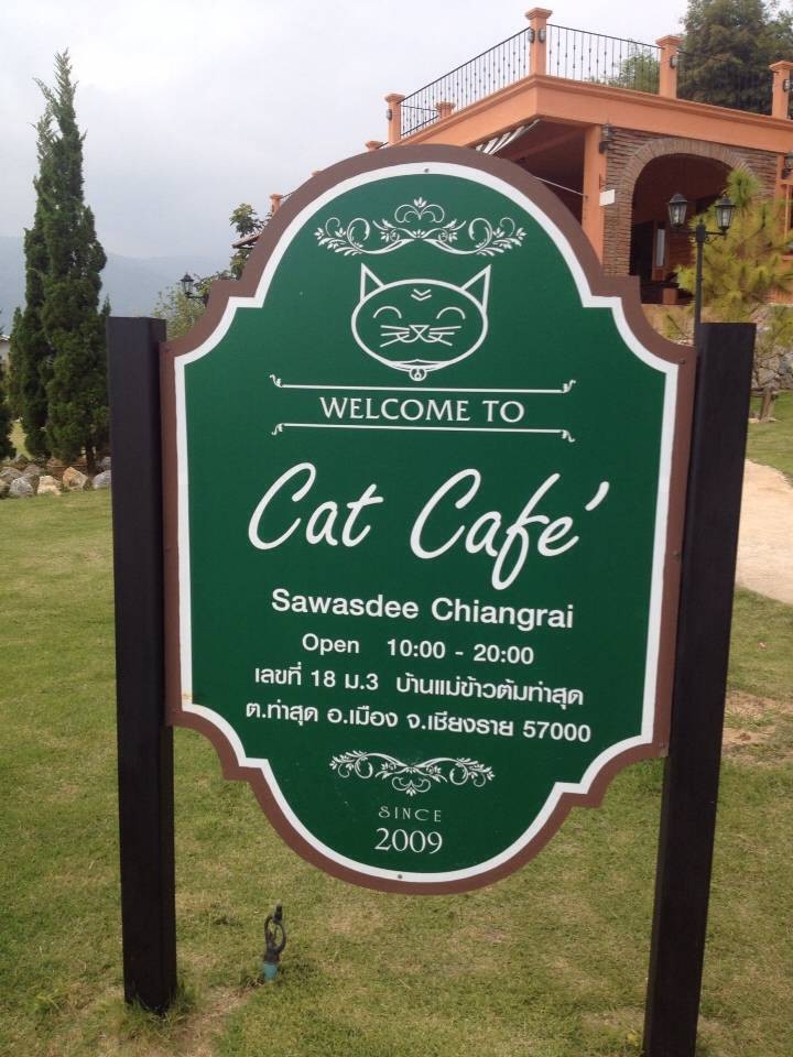 รีวิว Cat Cafe Chiang Rai - อาหารธรรมดา บริการแย่ แมวโดนขัง - Wongnai