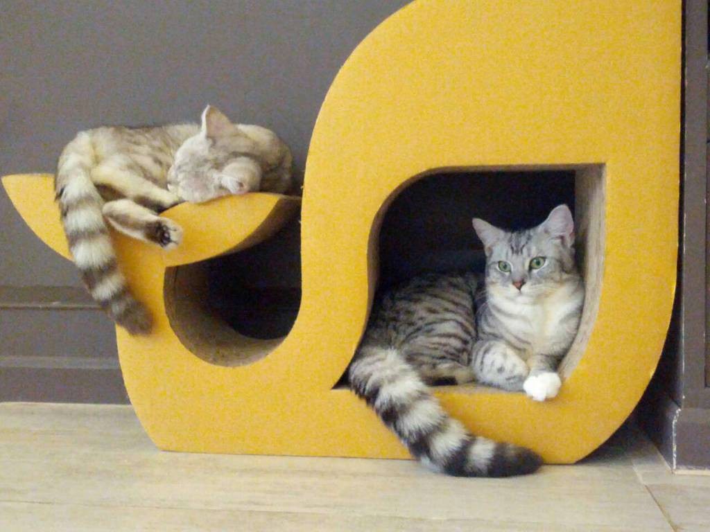 รีวิว Purr Cat Cafe Club - ร้านน่ารักและแมวก็น่าร็อคมากคะ่ ชอบๆ