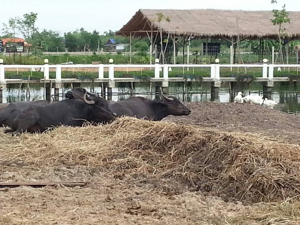 รีวิว Mini Murrah Farm ดอนทราย, บ้านโพธิ์ - ชมควายมูราห์ ป้อนอาหารสัตว์ ...