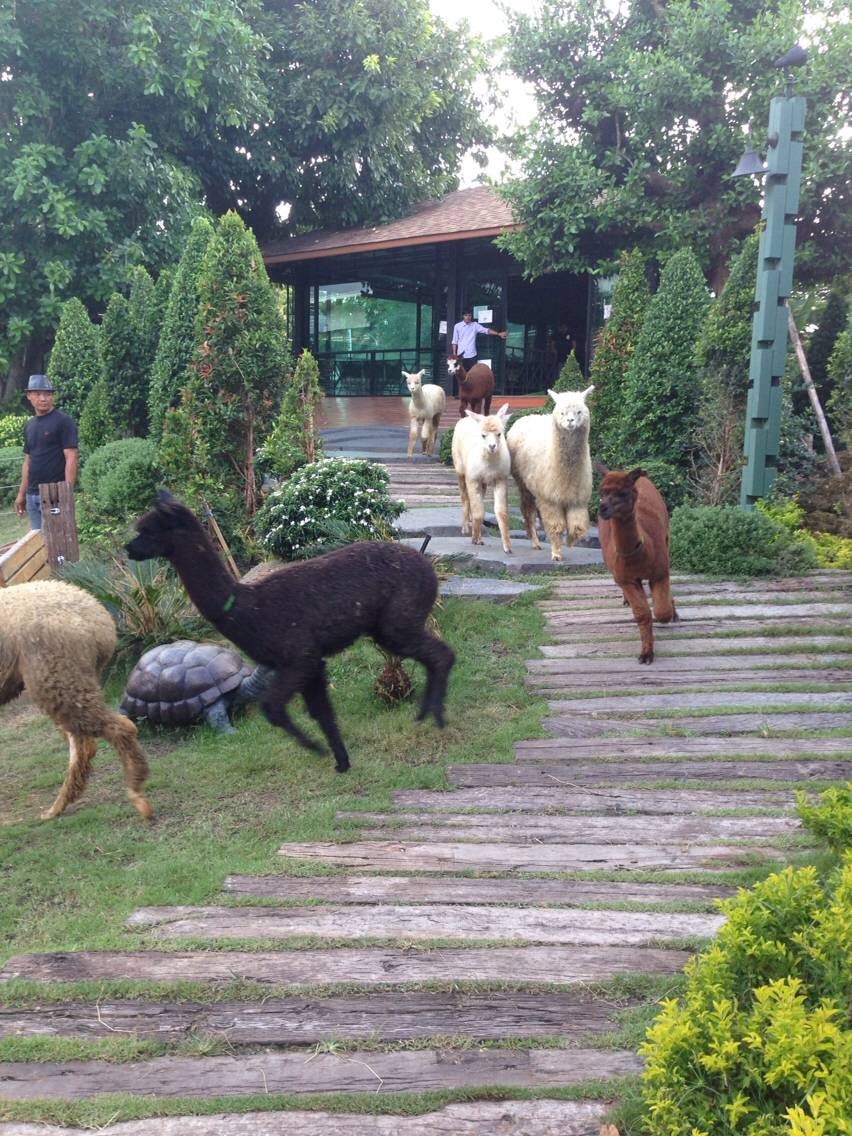 รีวิว Alpaca Ratchaburi - บรรยากาศดี แฟซิลิตีครบ!