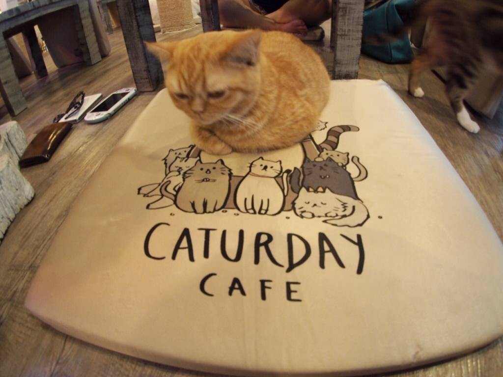 รีวิว Caturday cat cafe - แมวน่ารัก ร้านน่ารัก อาหารน่ารัก! - Wongnai