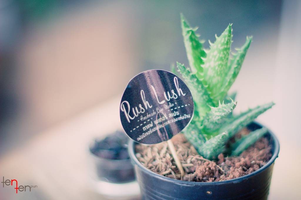 รีวิว rush lush cafe studio - ขนมเค้กและกาแฟ - Wongnai