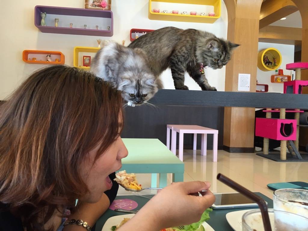 รีวิว Ma Cat Cafe - lovely cat cafe