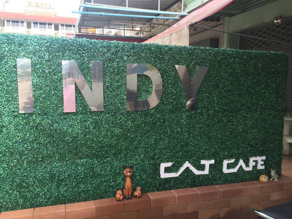 รีวิว Indy Cat Cafe - เรียกเหมียวๆ เหมียวก็มา