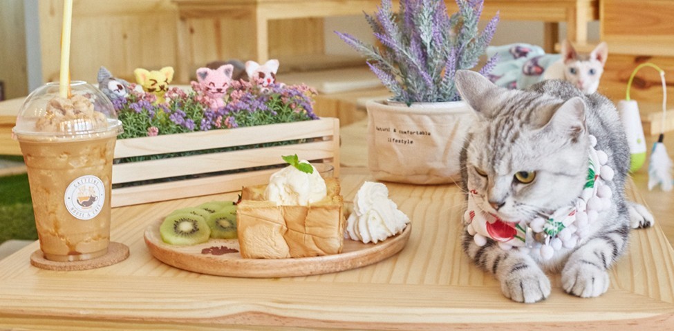 ฟรุ้งฟริ้งกระดิ่งแมว ที่ร้าน “Catfeine House&Cafe” - Wongnai