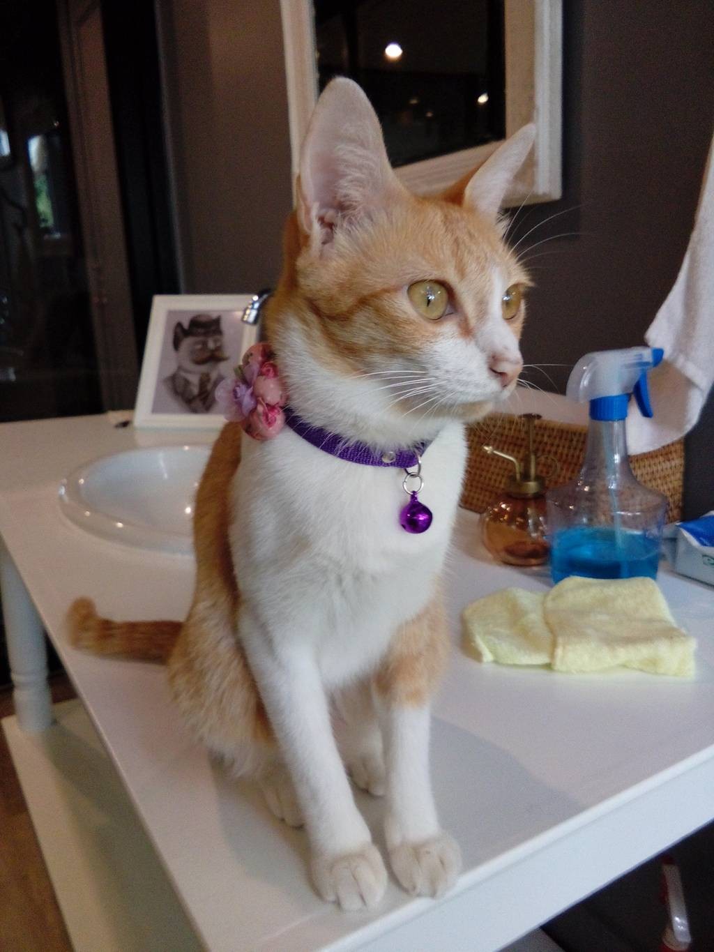 รีวิว Something Like Cat & Daughters Bag - คาเฟ่น้องเหมียวน่ารัก…แนะนำ ...