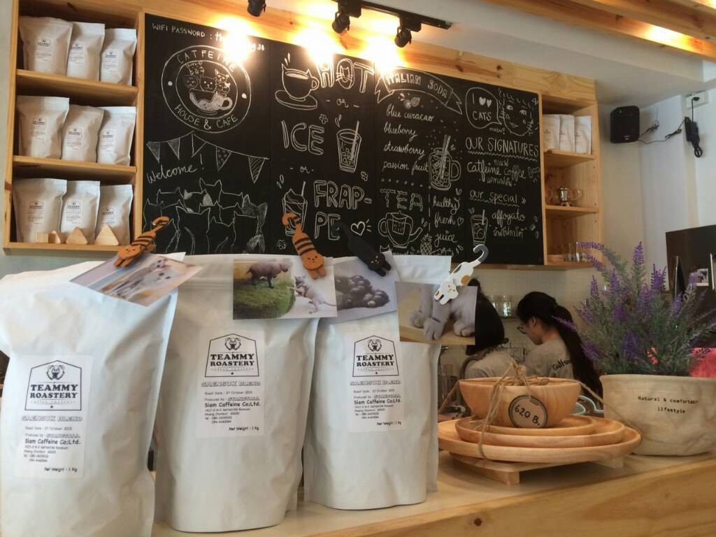 รีวิว Catfeine House&Cafe - ทาสแมวจงเจริญ
