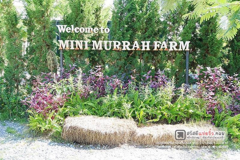 รีวิว Mini Murrah Farm ดอนทราย, บ้านโพธิ์ - พิซซ่าเตาฟืน แห่งเดียวในแปดริ้ว