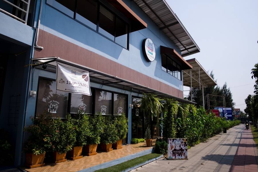 รีวิว Cat human cafe - Cafe แมว โล่ง ๆ สบาย ๆ น่านั่ง แมวรุม จะหวังอะไร ...