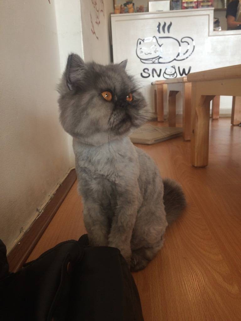 รีวิว Snow Cat Cafe - ทาสแมววว เข้ามาซะ