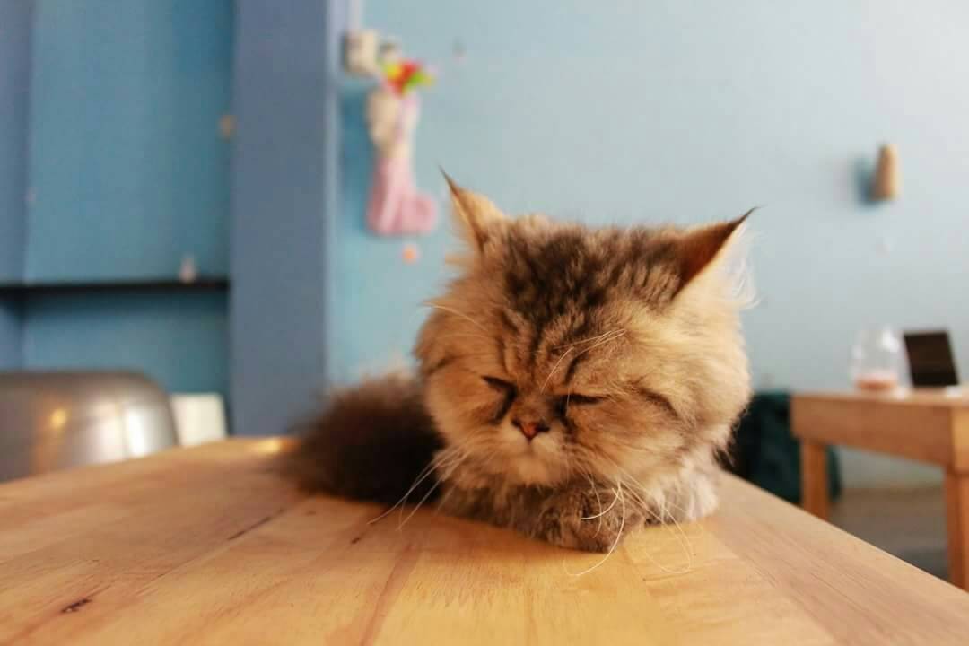 รีวิว Indy Cat Cafe - คาเฟ่ฝูงแมววว