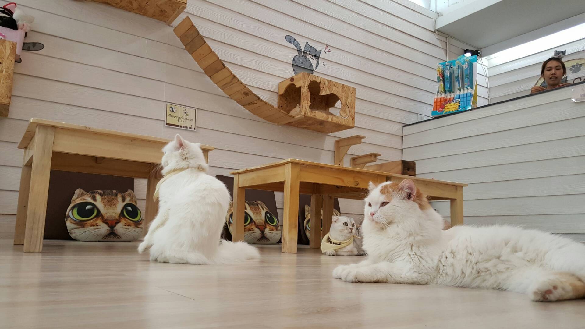 รีวิว Cat Mania Cafe - แมวน่ารัก ขี้เล่น วิ่งกันจนเวียนหัว
