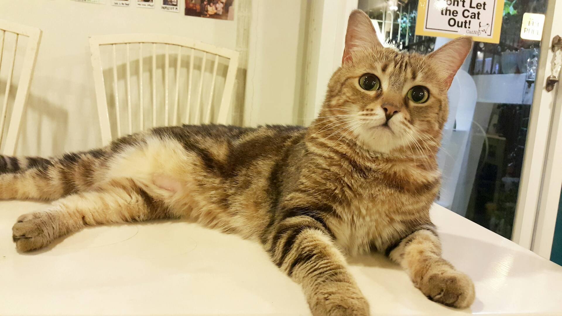 รูป CatNip Cafe'