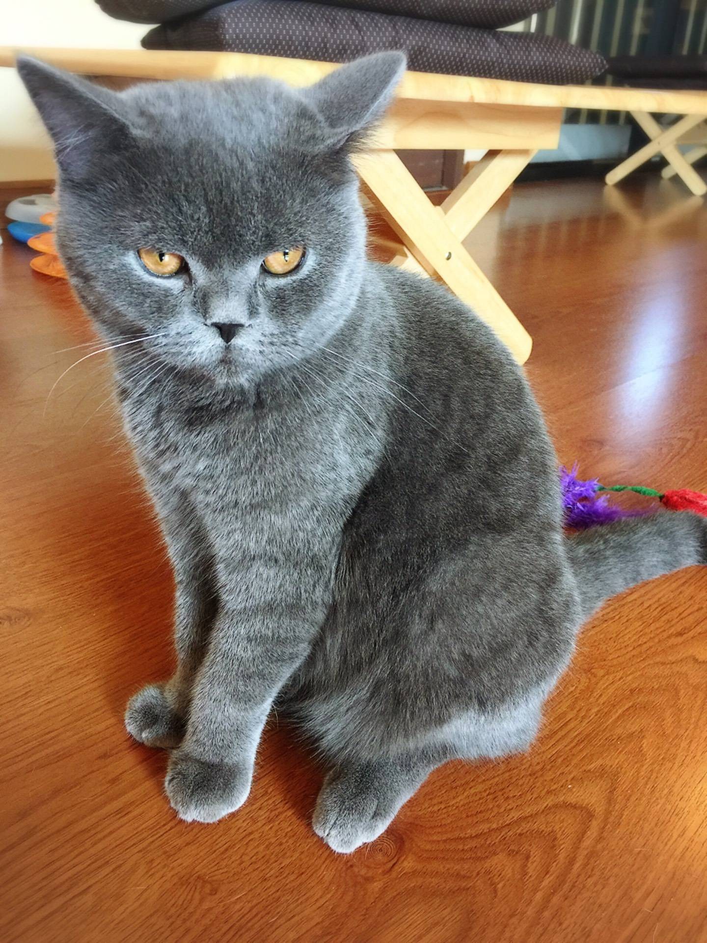 รีวิว Cat human cafe - ร้านกาแฟร้านอาหาร สำหรับคนรักแมว