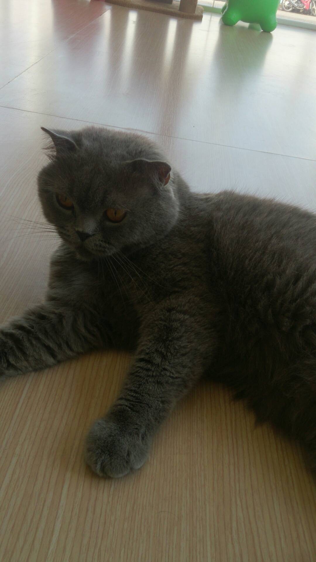 รีวิว infinity cat cafe - แมวน่ารัก ร้านสะอาด อาหารอร่อย