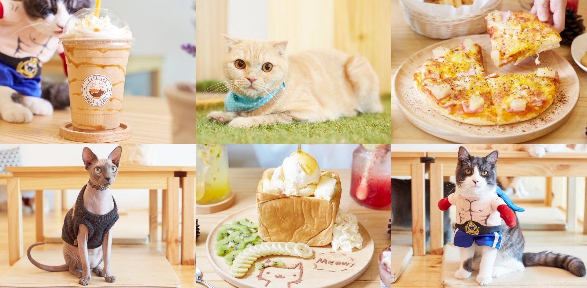 น้องแมวบำบัดที่คาเฟ่แมวสุดฮิปย่านศรีราชา “Catfeine House & Cafe”