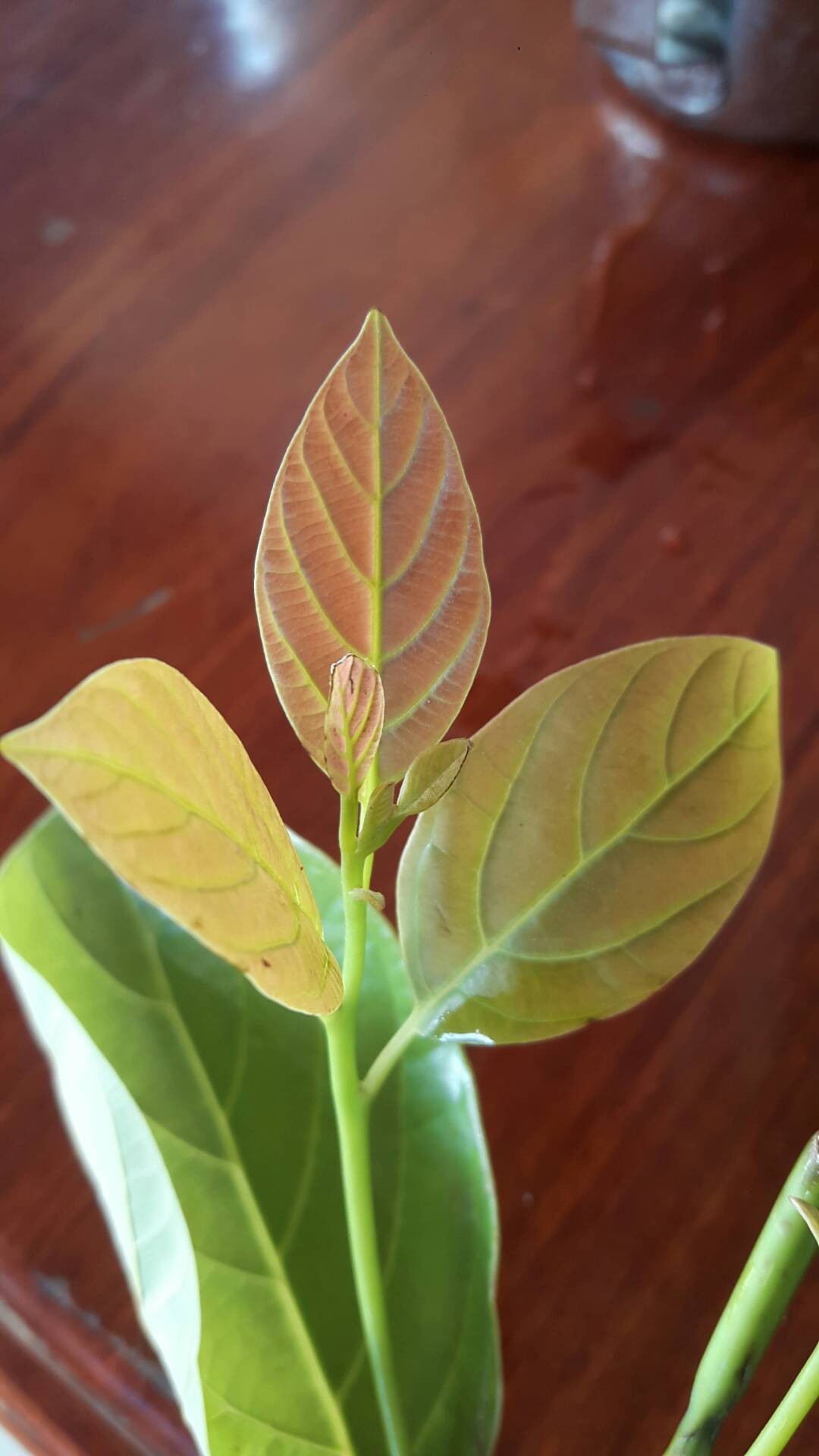 รูป ครัวเงาะป่า