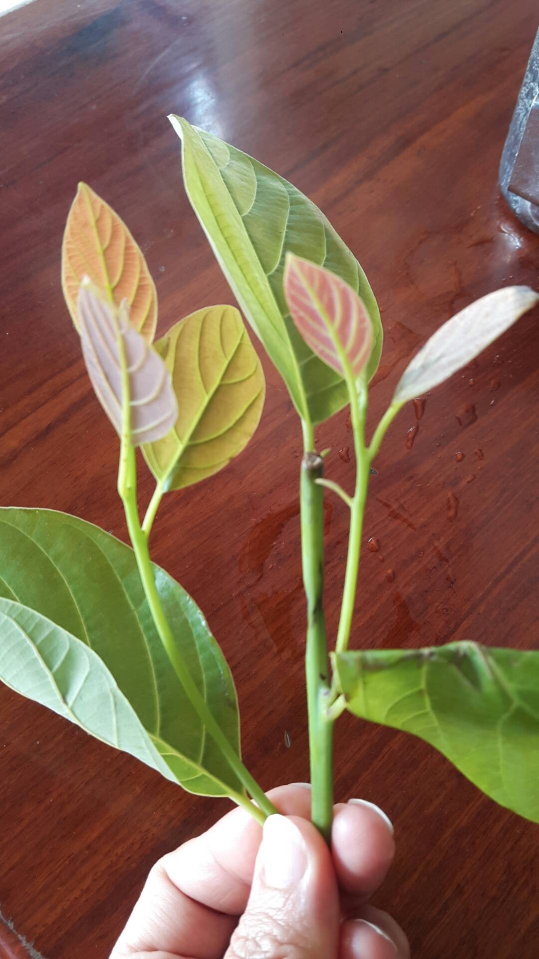 รูป ครัวเงาะป่า