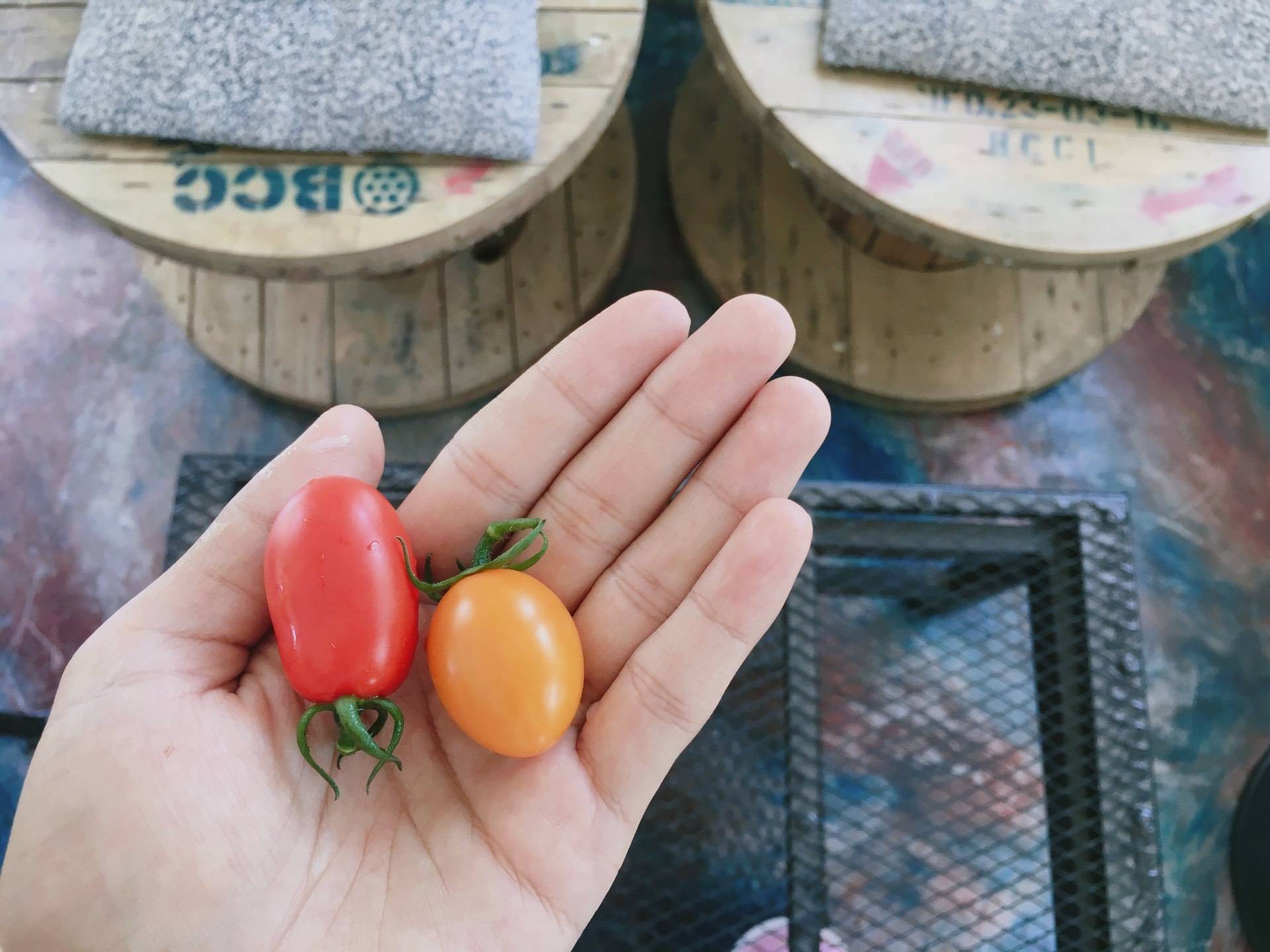 รีวิว A Melon Factory - ฟาร์มเมล่อน แห่งแรกของสงขลาเปิดให้เข้าชมแล้ว ...