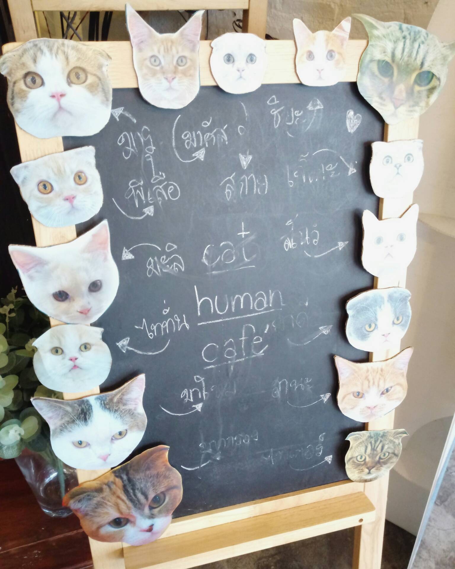 รีวิว Cat human cafe - บรรยากาศเป็นกันเอง และดูผ่อนคลายมาก มีความเป็น ...