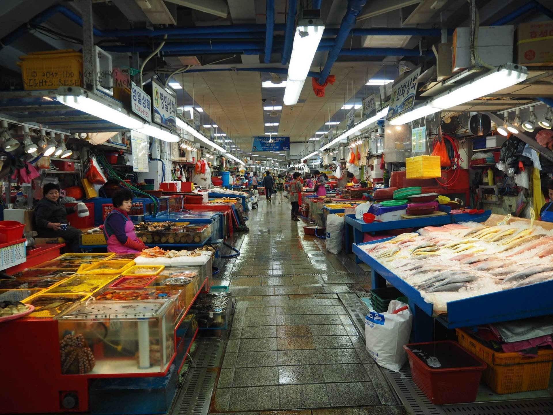 รีวิว Jagalchi Fish Market - ตลาดปลาขนาดใหญ่ที่สุดในเกาหลี