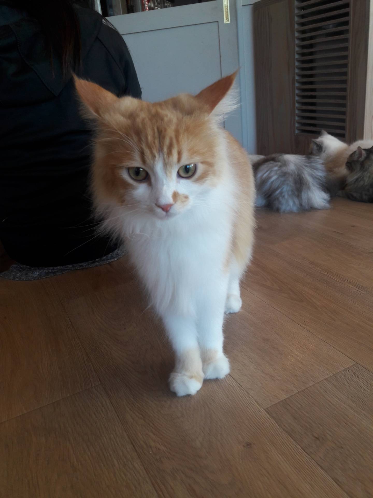 รีวิว Mocha Cat Cafe - คนรักแมวต้องห้ามพลาด