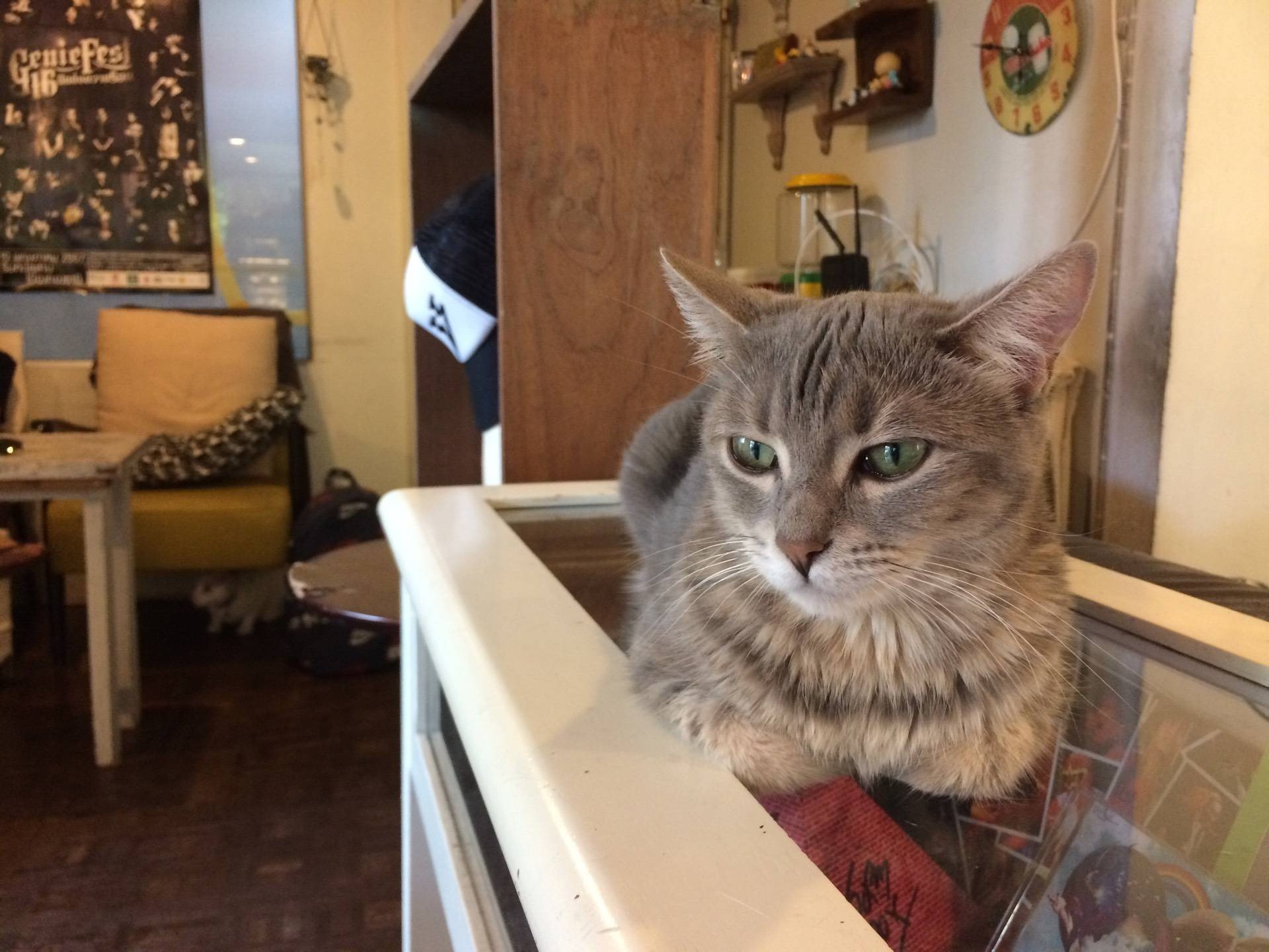 รูป CatNip Cafe'