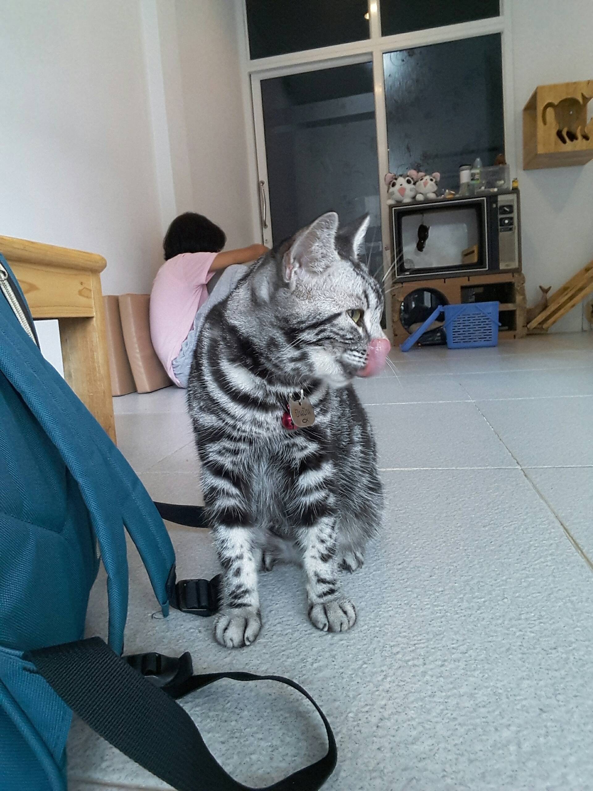 รีวิว Kat humor - ย้ายร้านละนะ!!