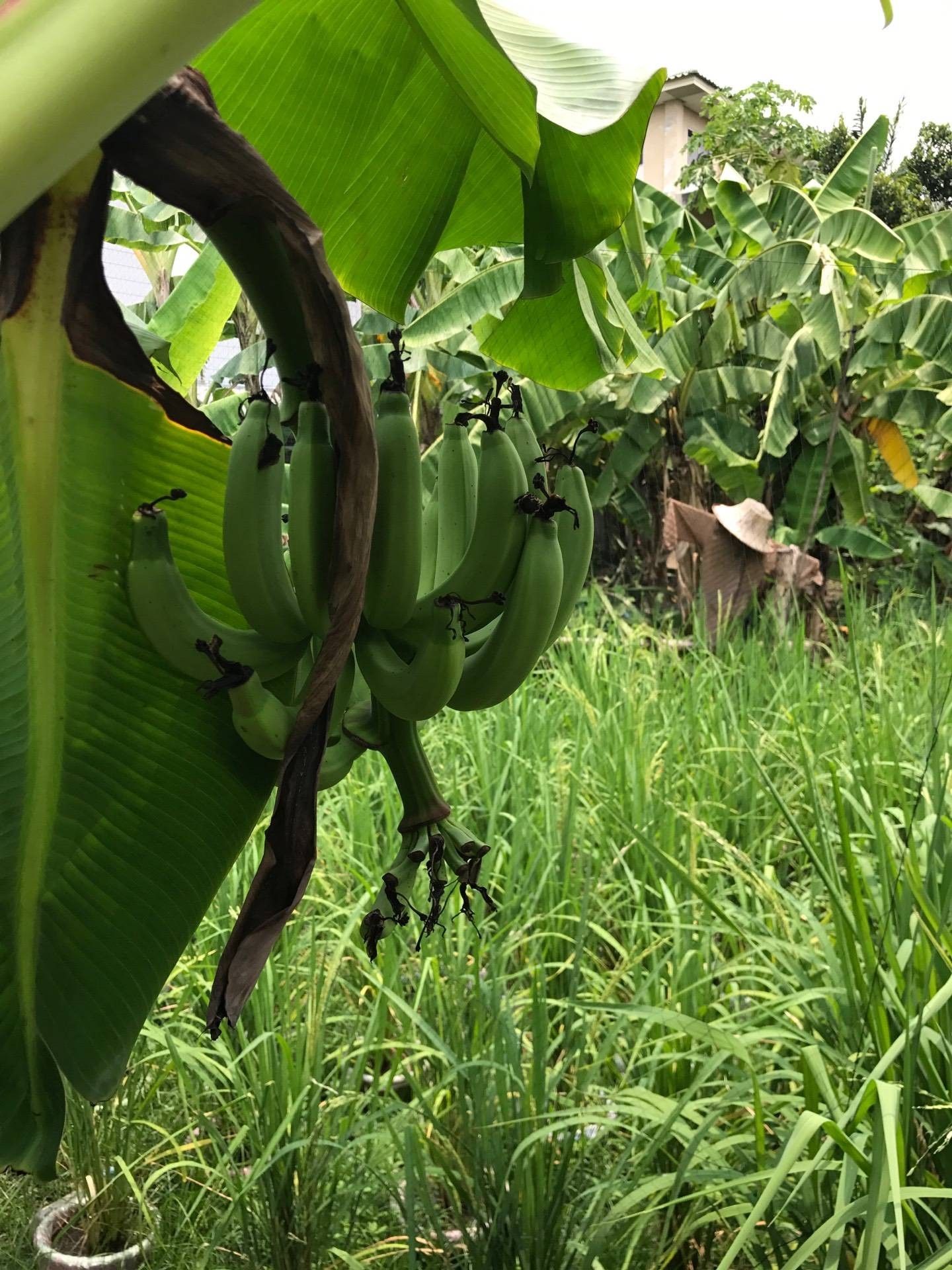 รูป ส้มตำป้าเพ็ญ