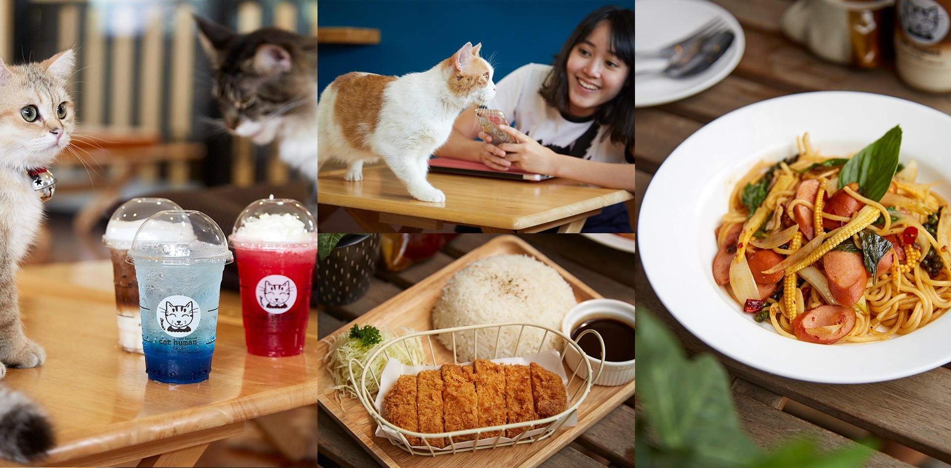 สวรรค์ของทาสแมว! คาเฟ่แมวสำหรับมนุษย์ผู้รักเจ้าขนปุยที่ Cat Human Cafe