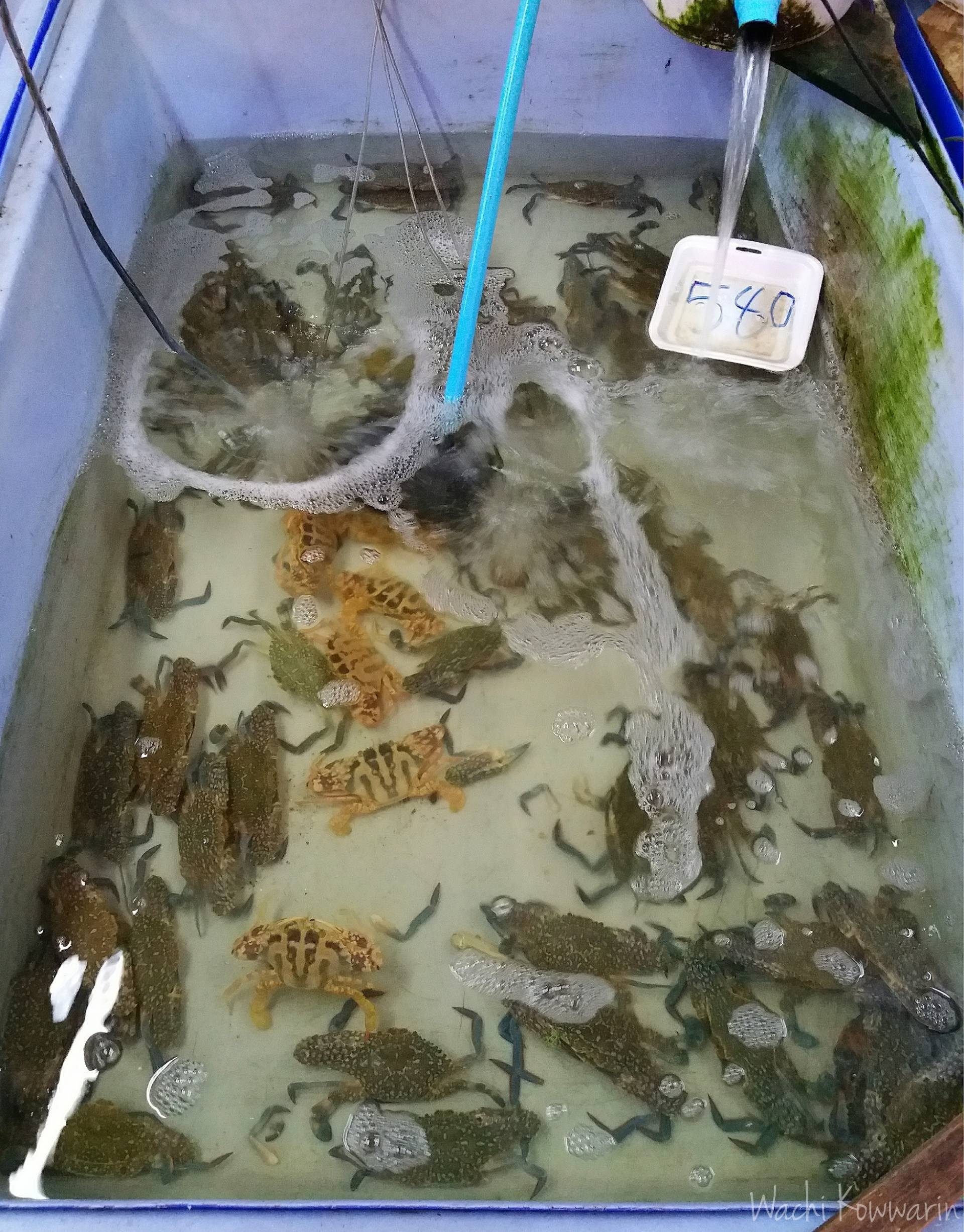 ปูม้า • ราคากิโลละ 580 บาท ร้าน เจ๊ช้อย