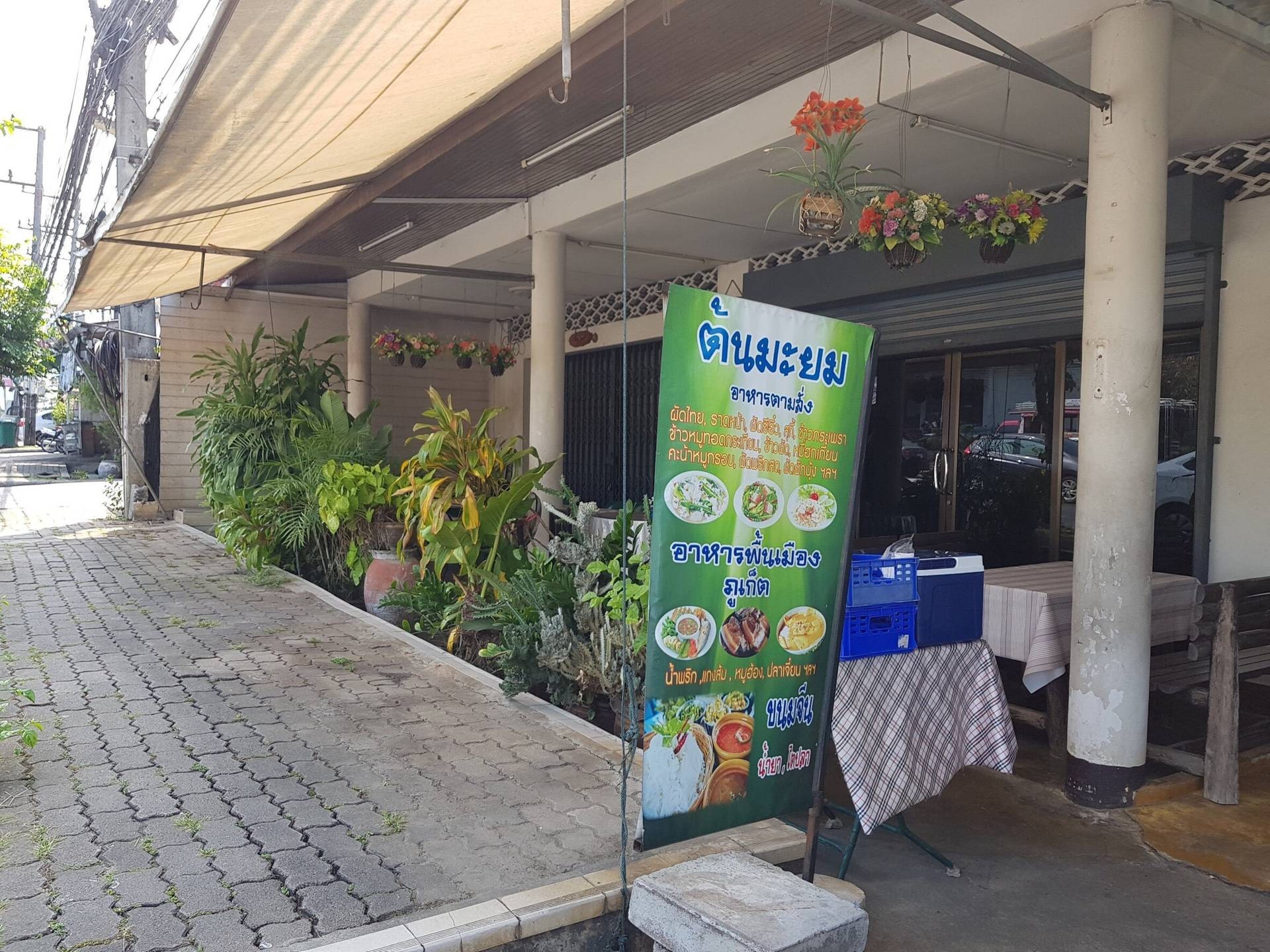 รูป ต้นมะยม