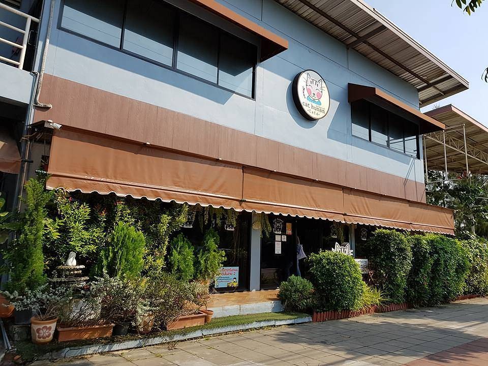 รีวิว Cat human cafe - เครื่องดื่มไม่อร่อย แมวแบตอ่อนไม่ค่อยเล่นกับคน