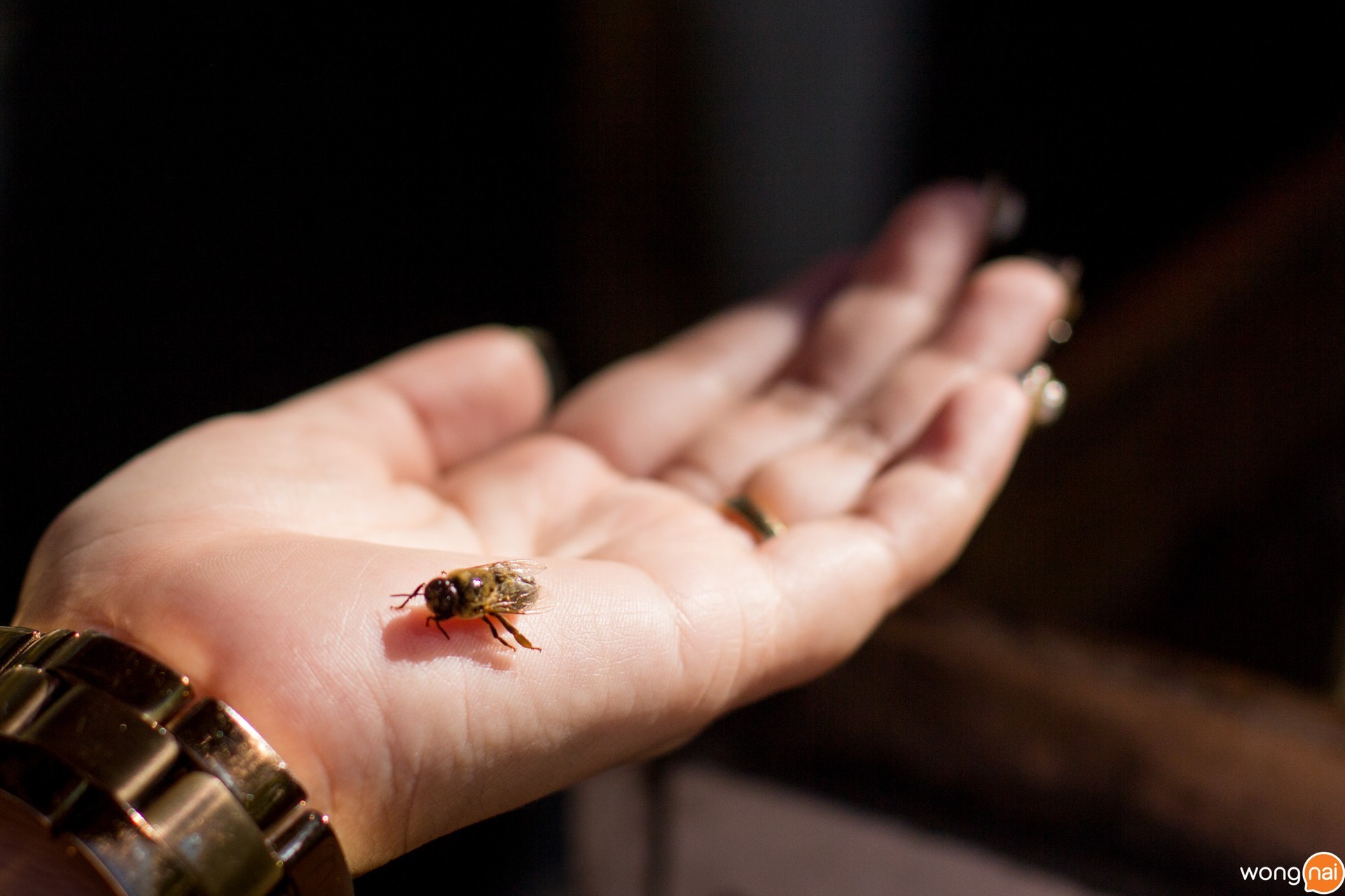 เที่ยวสวนผึ้งหาดใหญ่ Big Bee Garden ชมธรรมชาติกลางใจเมือง เข้าชมฟรี!